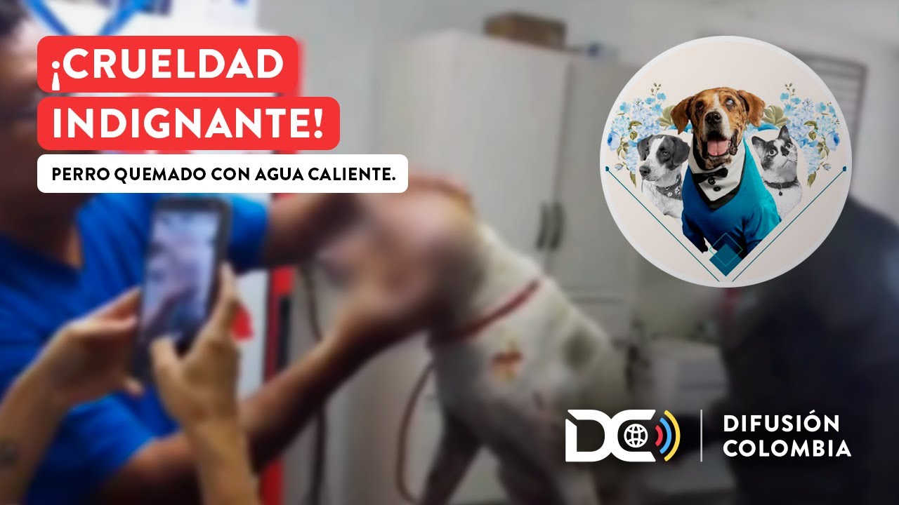 Indignación en Barranquilla: perro quemado con agua caliente - YouTube