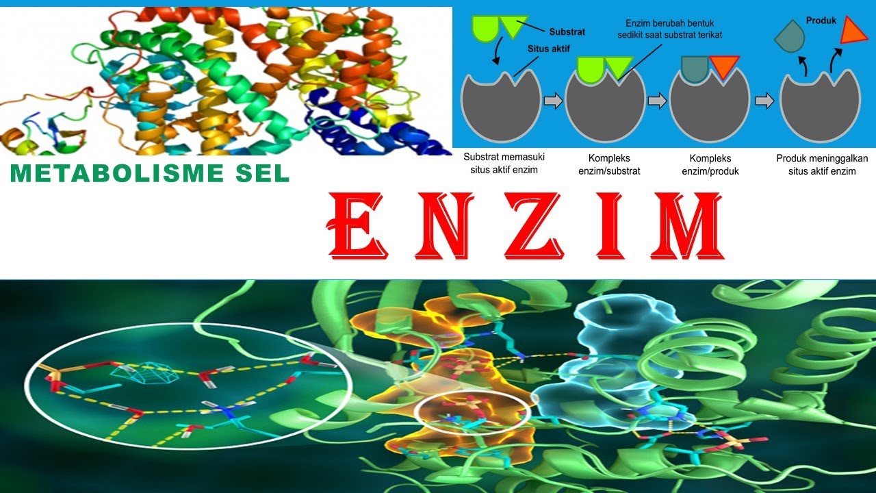 Enzim dan Metabolisme - YouTube