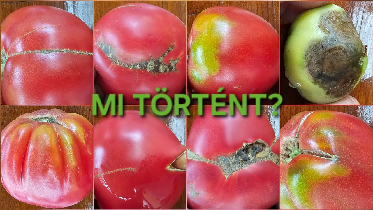 Reped, deformált, zöld, fekete a paradicsom - YouTube