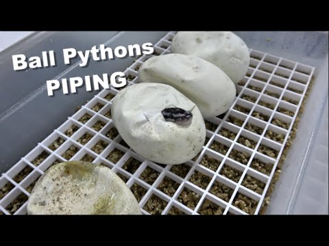 Ball Pythons Piping And So Many Genes !! Egg Cutting !! - YouTube