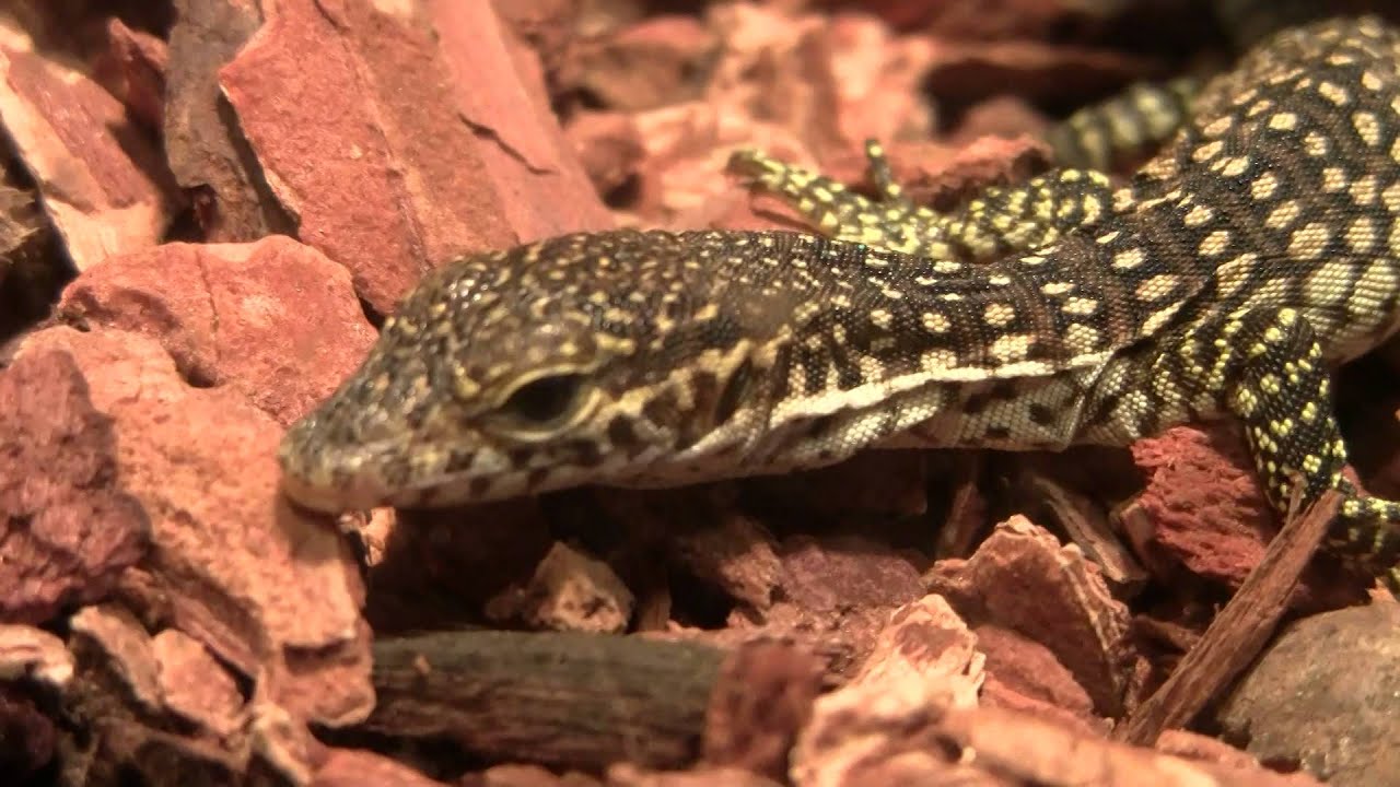 Timor monitor - YouTube