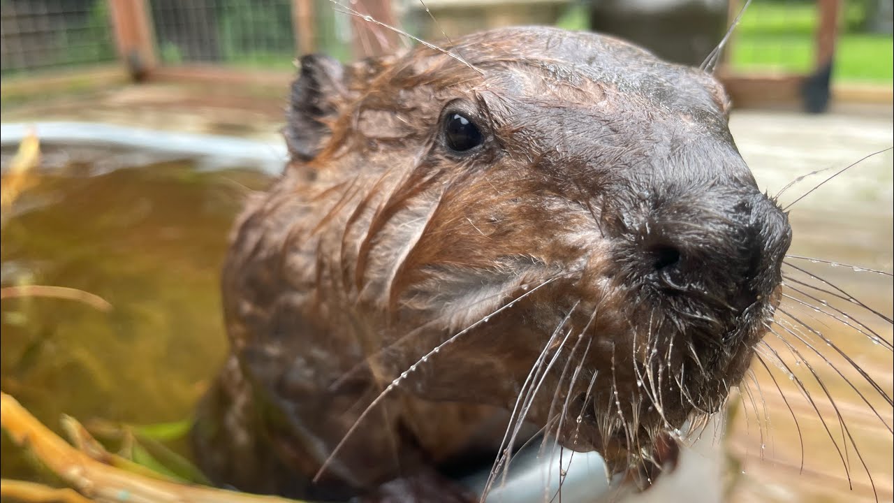 Beaver willow bath - YouTube