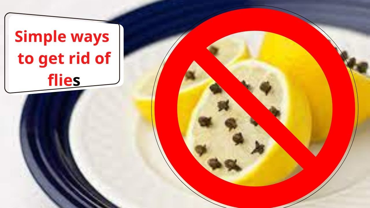 Simple ways to get rid of flies and prevent them from returning again ...