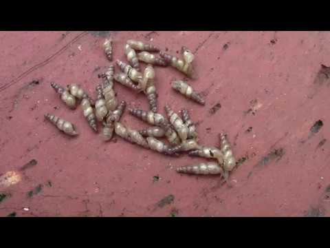 Subulina octona (Bruguière, 1792) Miniature Awlsnail - YouTube