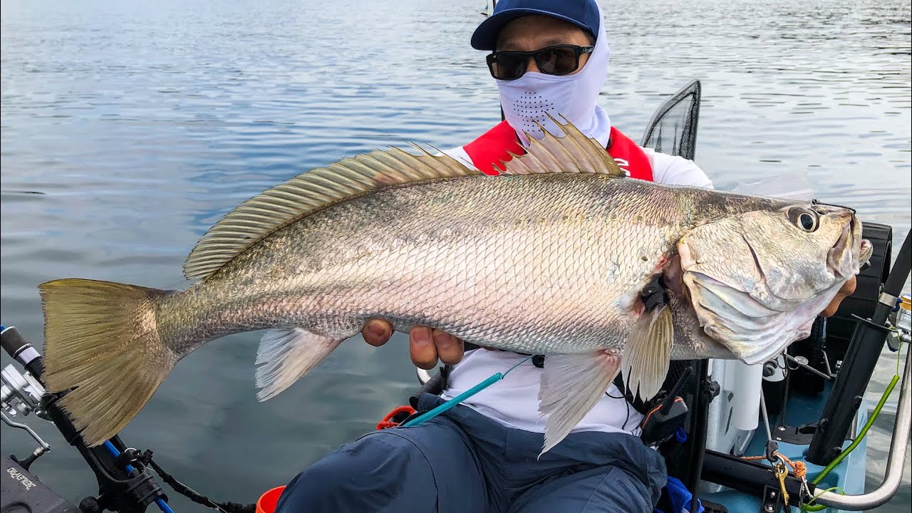 3 Jewfish (Mulloway) caught fishing in Sydney Harbour 22nd October 2020 ...