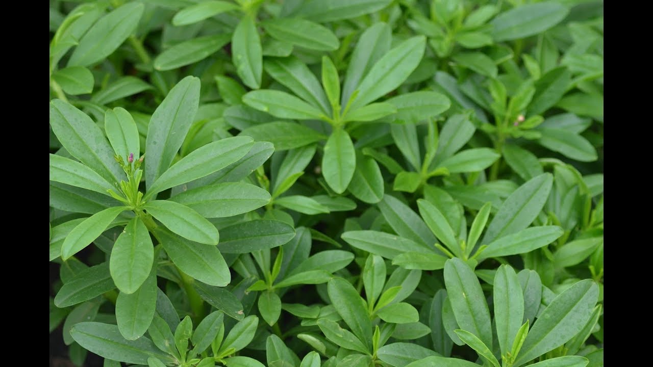 TERNYATA!! Inilah 15 Manfaat dan Khasiat Daun Ginseng untuk Kesehatan ...