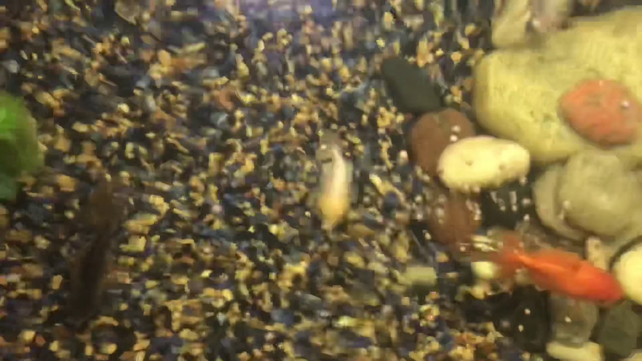 GOLDFISH FEEDING TIME - YouTube