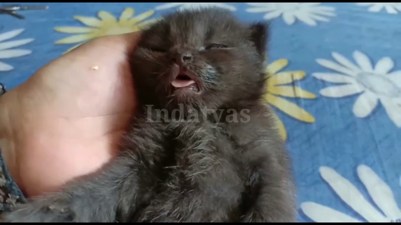 Lucu!! kucing tidur sambil melet - YouTube
