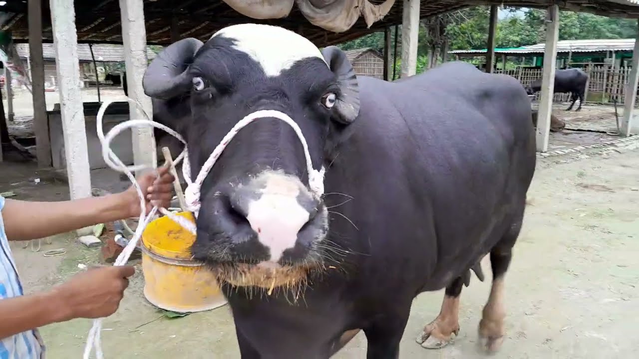 Exclusive: Nili Ravi Breed Arrives in Bihar at Rb roy dairy - YouTube