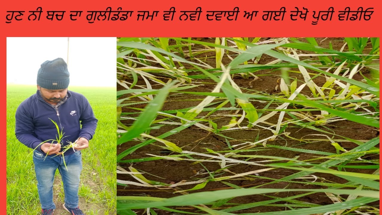 ਕਣਕ ਚ ਗੁੱੱਲਡੰਡੇ ਦੇ ਲਈ ਨਵੀ ਦਵਾਈ ਆ ਦੇਖੋ ਪੂਰੀ ਵਿਡਿਓ New Product Ambriva ...