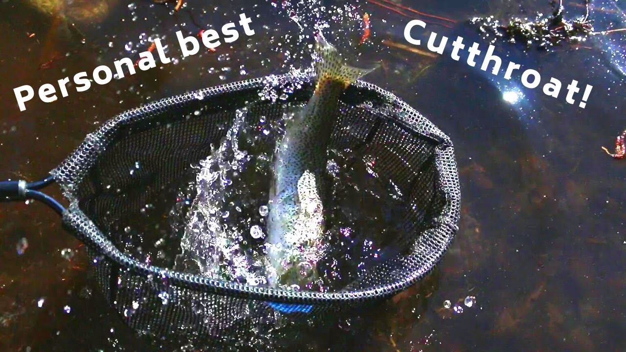 HOW TO: BOTTOM BAIT FISHING - EXPERIMENTING WITH INFLATING WORMS - YouTube