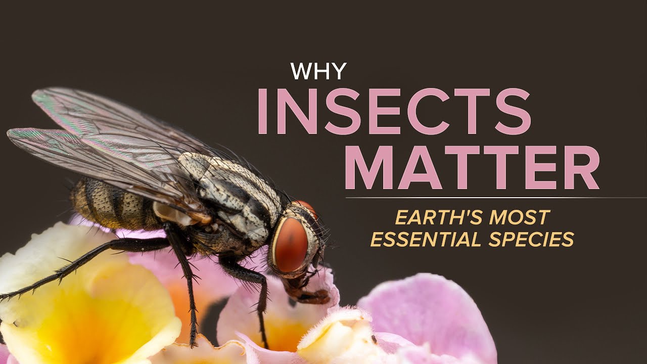 Why Insects Matter—Earth's Most Essential Species | Wondrium Trailers ...