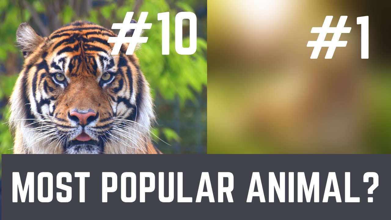 Top 10 Most Popular Animals According to Instagram - YouTube