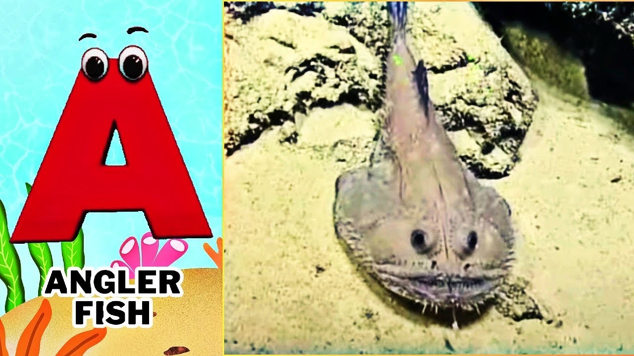 ABC Sea Animals song | Alphabets Kids song | Learn Alphabets, English ...