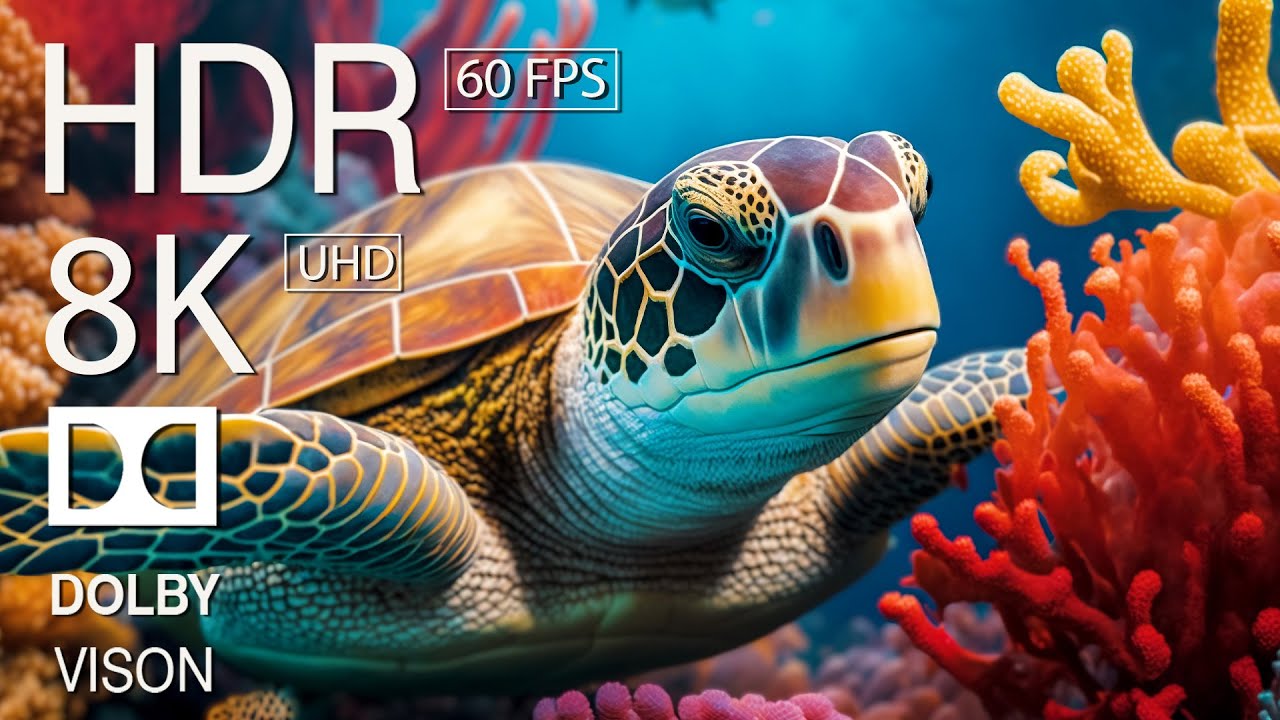 UNDERWATER WORLD 8K VIDEO (ULTRA HD) - INCREDIBLE COLORFUL OCEAN LIFE ...