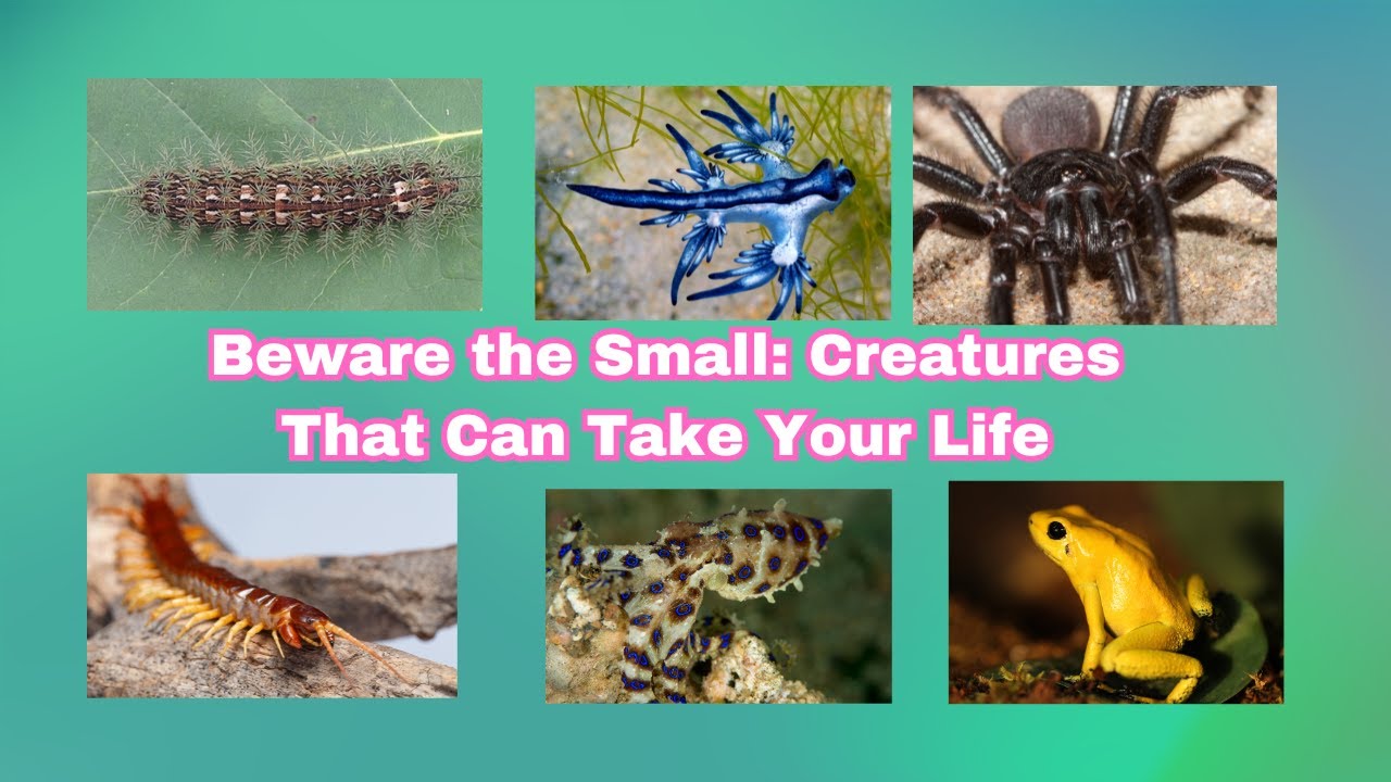 Beware the Small: Creatures That Can Take Your Life - YouTube
