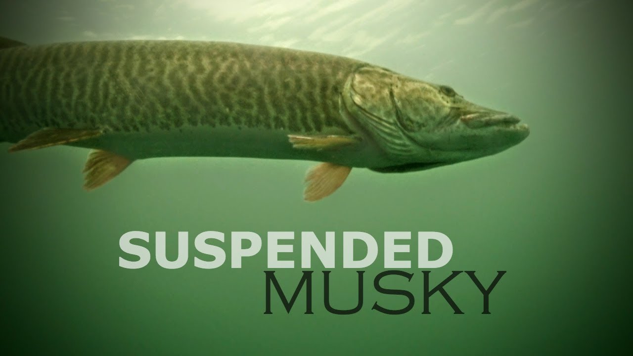 Muskie In Water
