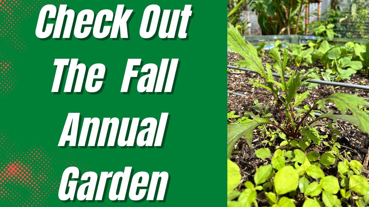 Check Out The Fall Annual Garden -Florida Food Forest - YouTube