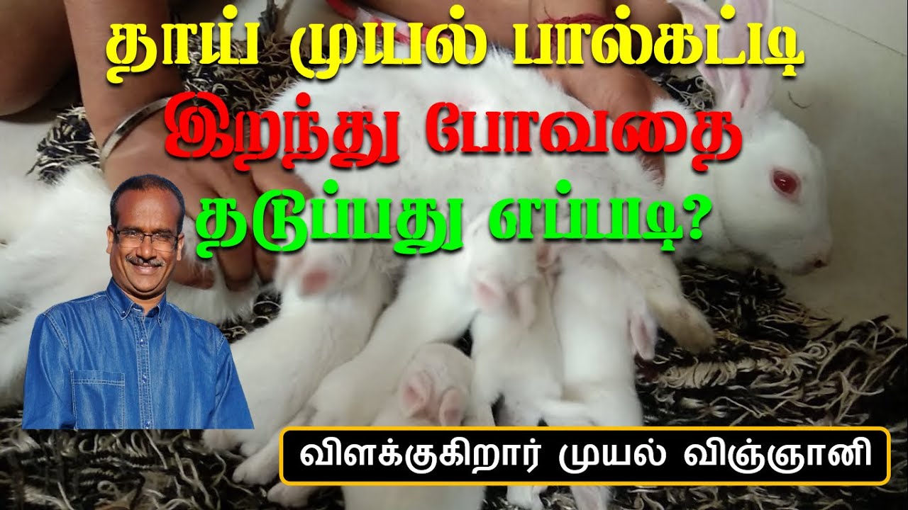 தாய் முயலுக்கு பால் கட்டுவதை தடுப்பது எப்படி, முயல் வளர்ப்பு, முயல் ...