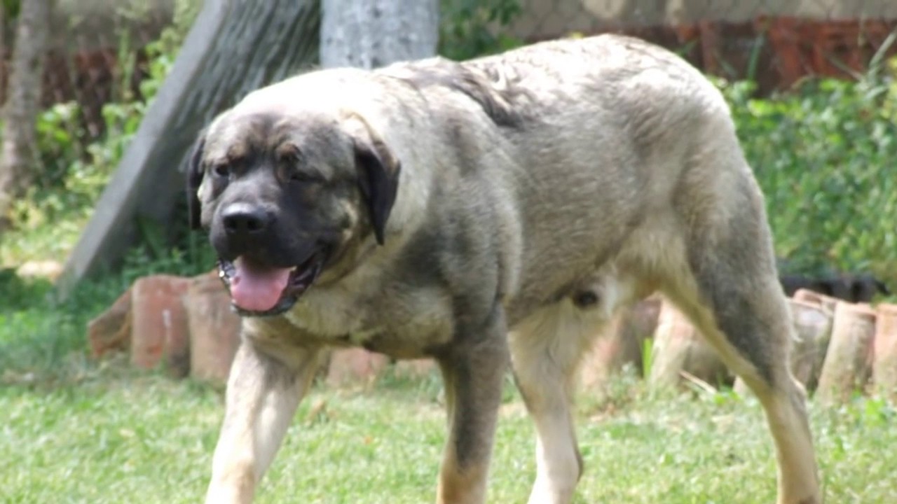 Serbian Defense Dog SDD Srpski Odbrambeni Pas SOP - YouTube