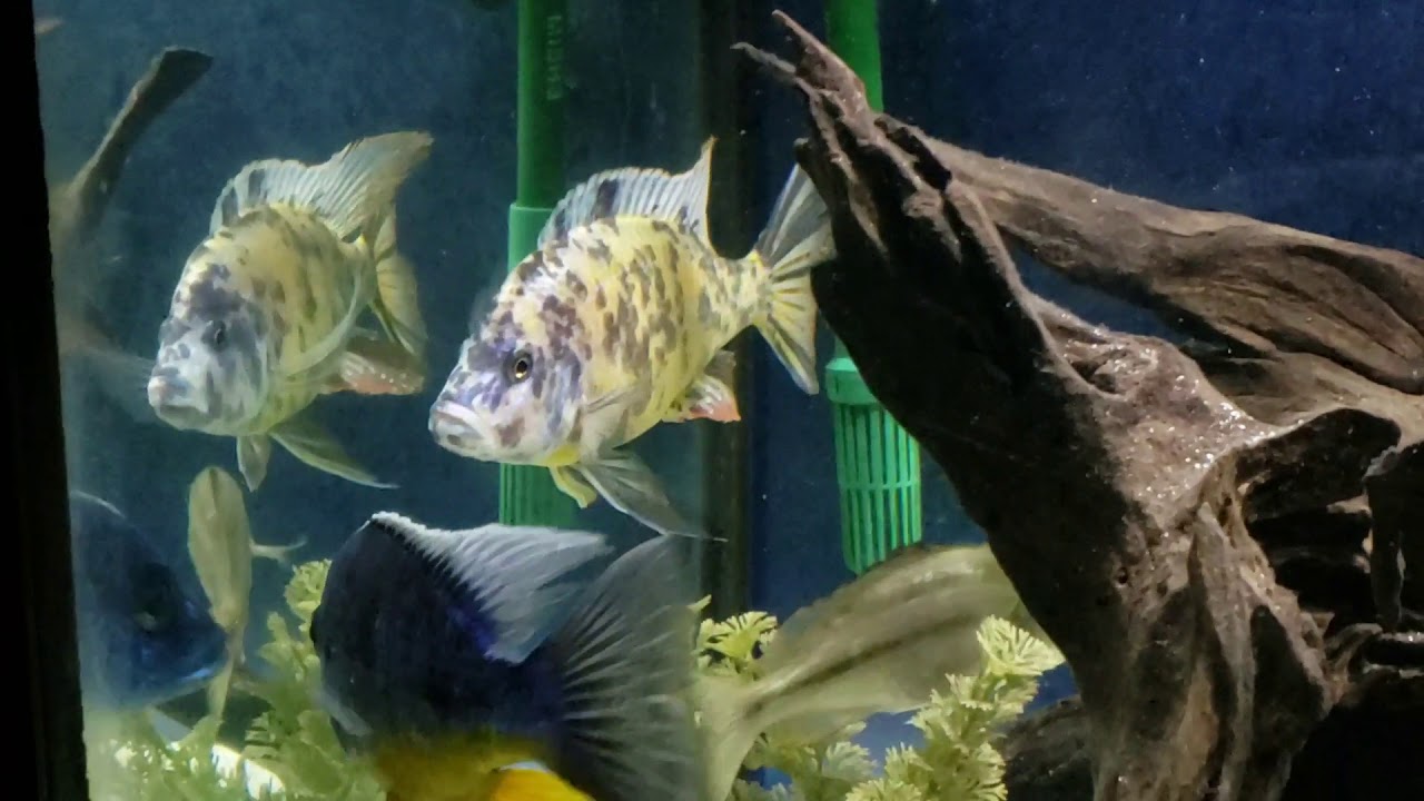 Fossorochromis Rostratus - YouTube