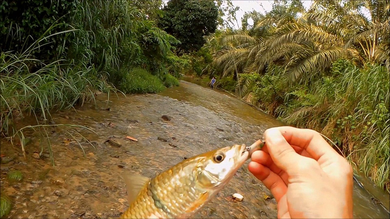 casting ikan sebarau dengan mudah - YouTube
