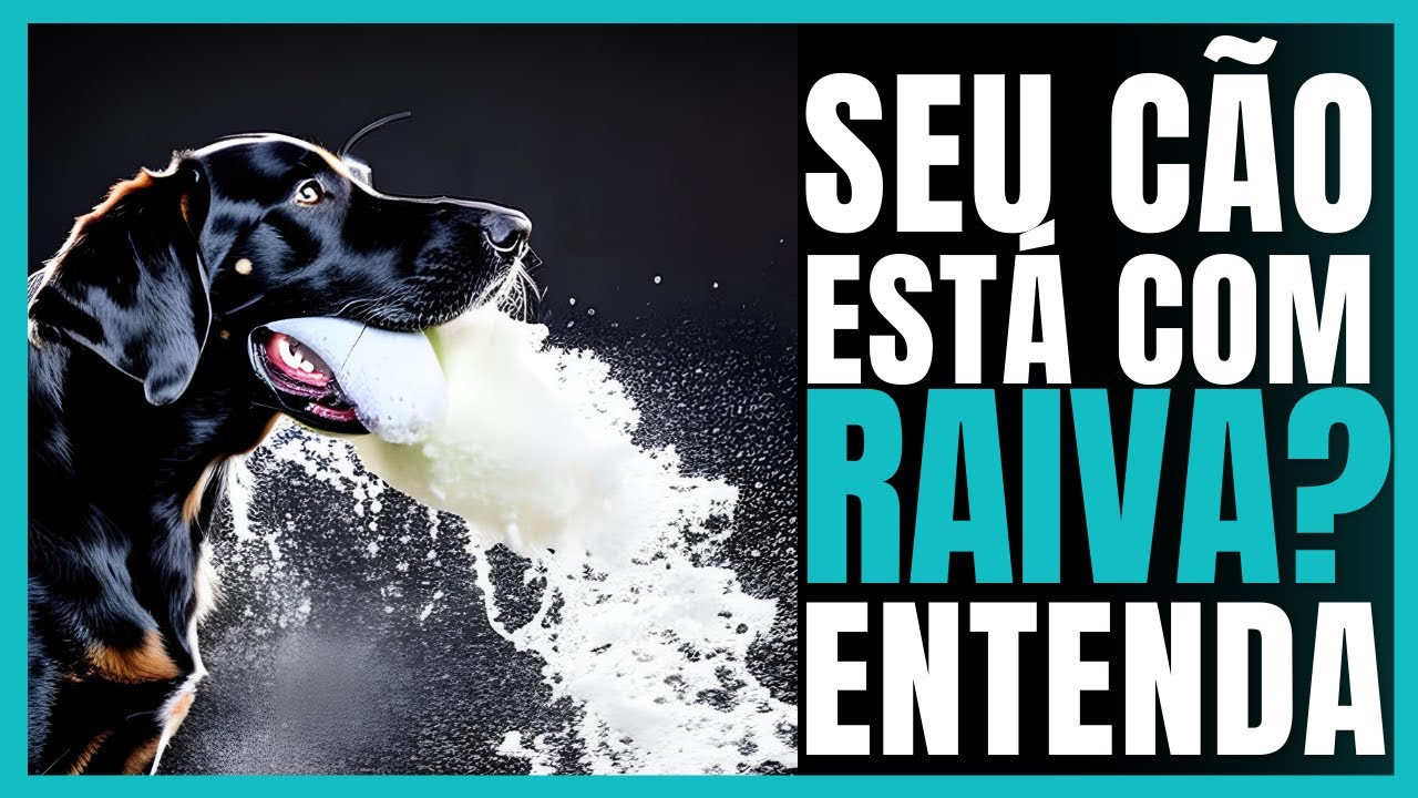 Sintomas da raiva canina: como identificar a doença? - YouTube
