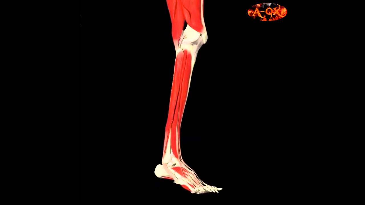 3D Анатомия мышц человека - икры. 3D Anatomy muscles human - calves ...