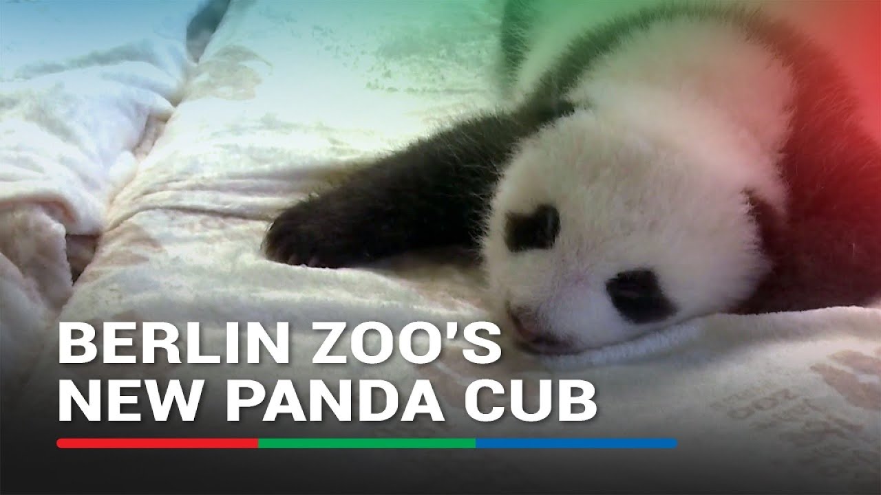 Berlin Zoo presents panda cubs to public for first time | ABS-CBN News ...