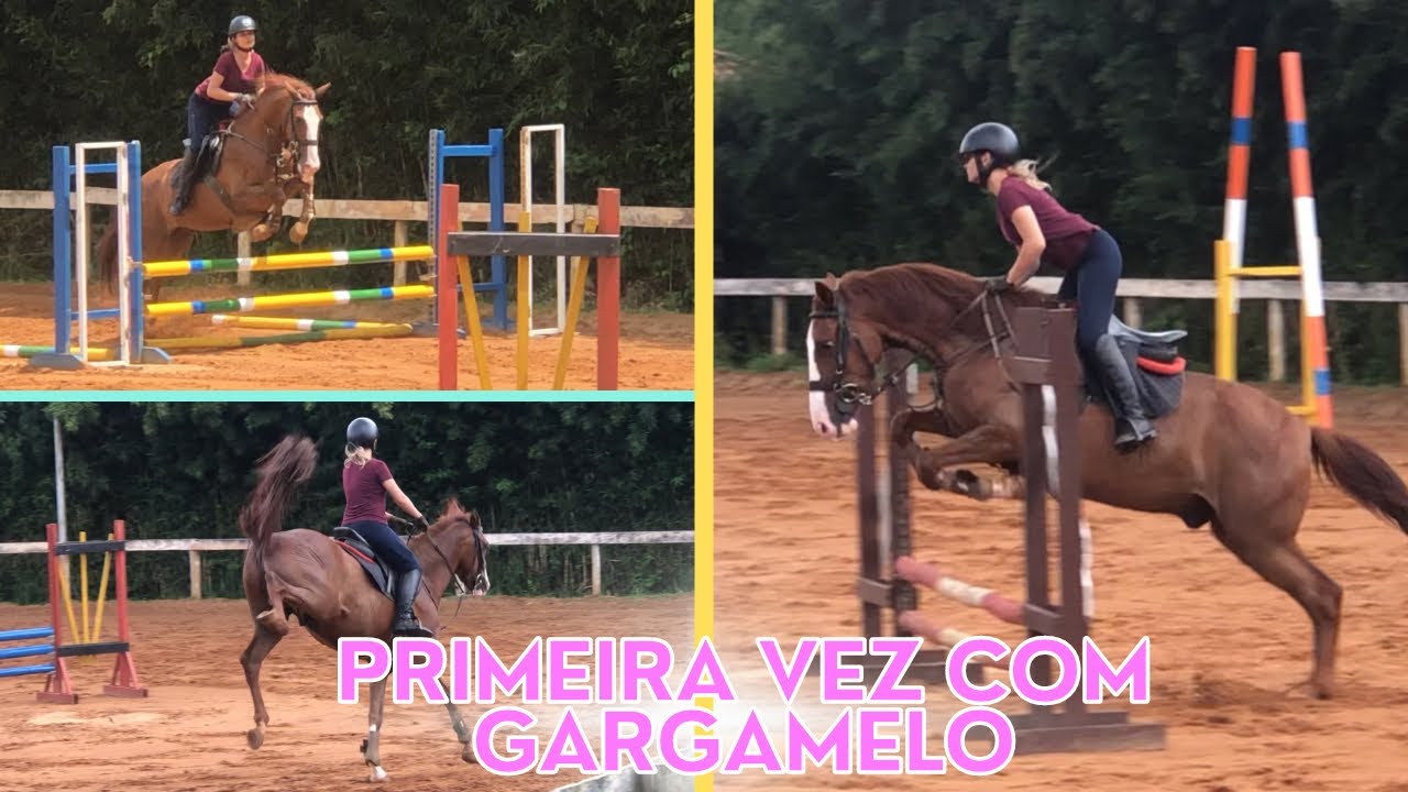 Treino de Hipismo#287-Primeira vez com Gargamelo - YouTube