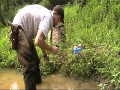 beaver control trapping and tips, part two - YouTube