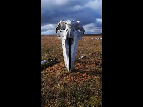 фильм о фильме Китобой