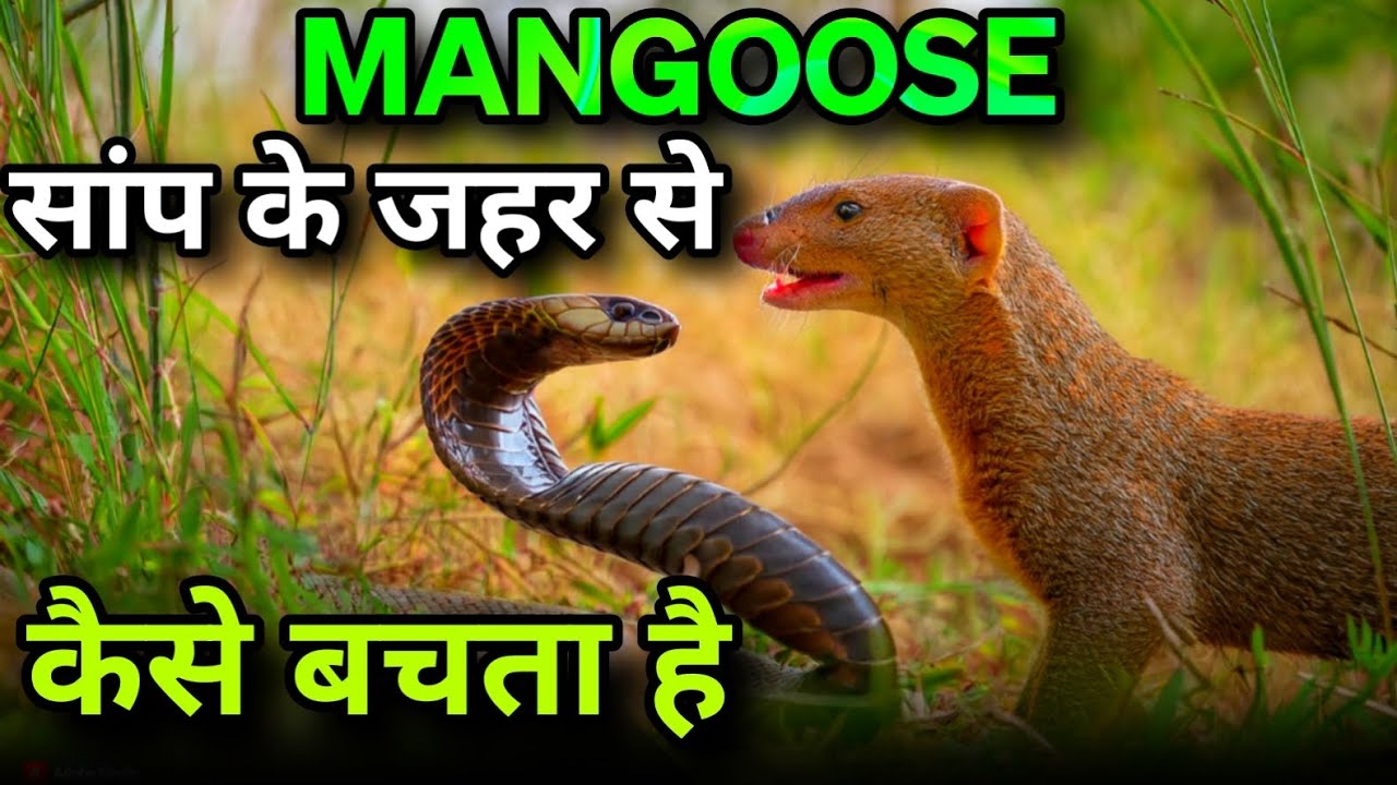 MANGOOSE सांप के जहर से कैसे बचता है How does a mango protect itself ...