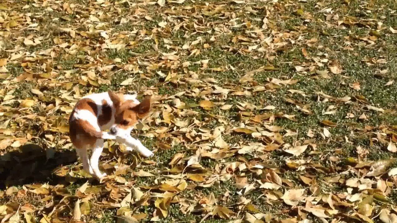 THAT dog Chasing Tail - YouTube