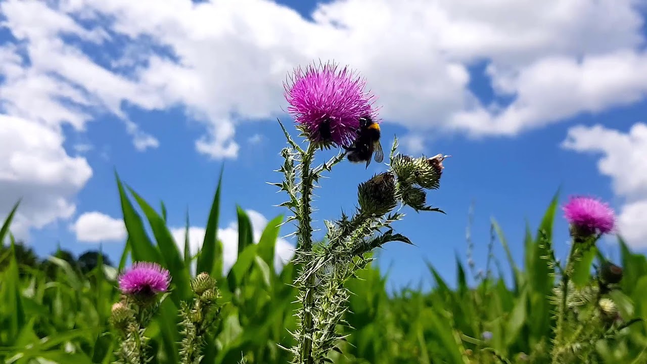Field In July With Blue Sky, Flowers, Insects, Corn and Summer Wind ...