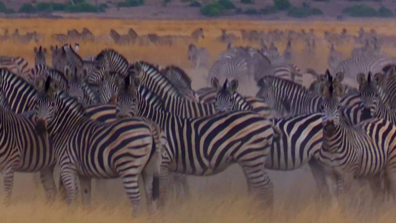 Mbawala Safari lodge African Experience - YouTube