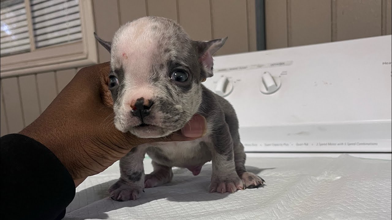 Buying V-Lone Smallest Son TeaCup ‼️ - YouTube