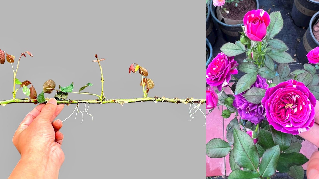 How to grow roses with branches | Cách Giâm Cành Hoa Hồng | how to grow ...