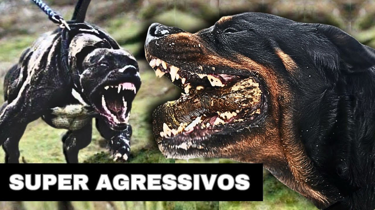 Cães Proibidos em Todo o Mundo - YouTube