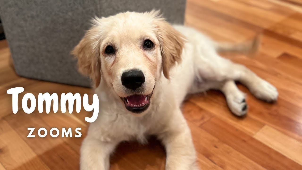 Tommy zooms - YouTube