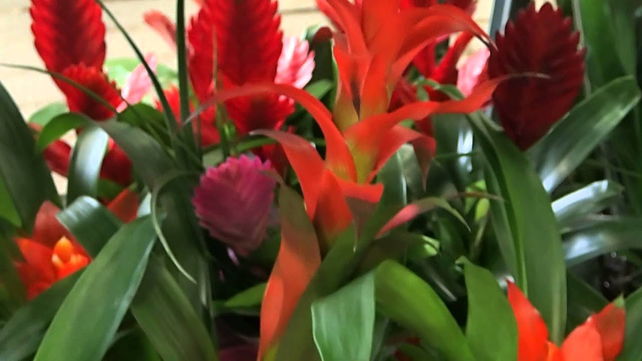 Bromeliads mix - YouTube