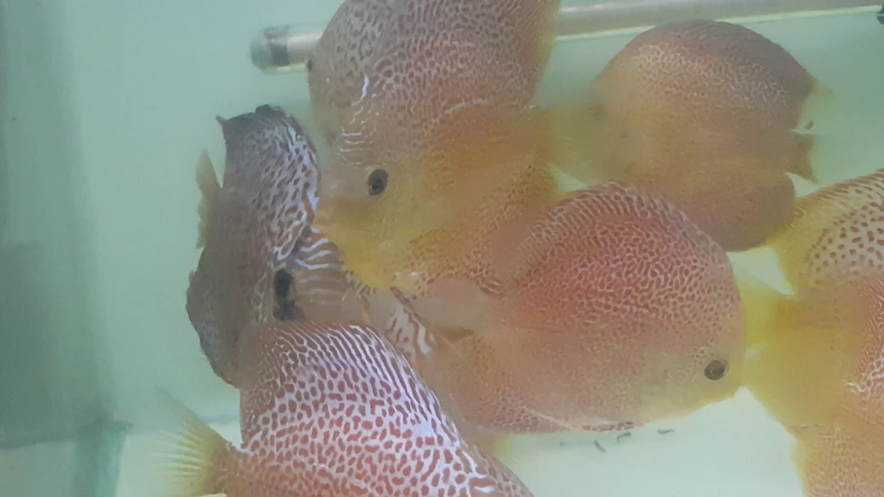 Penang eruption and leopard discus - YouTube
