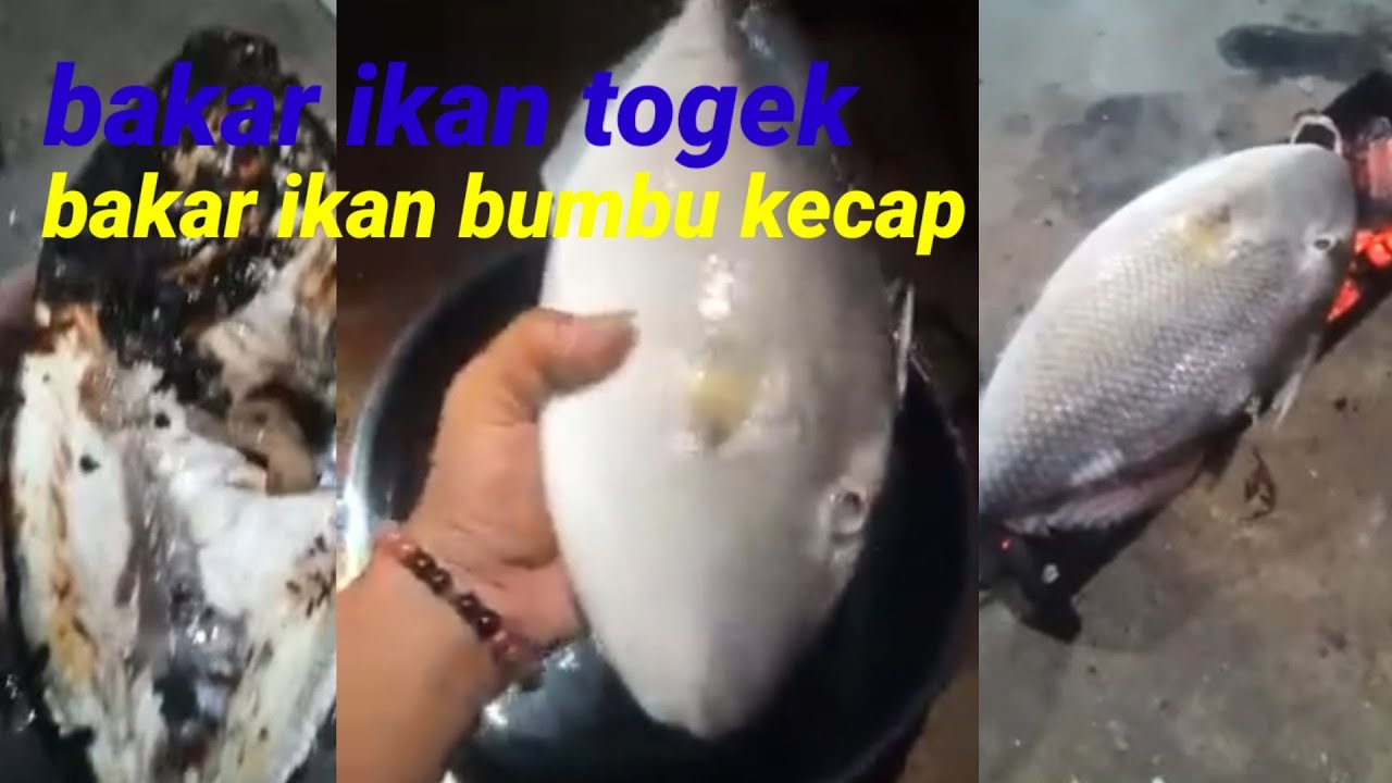 proses bakar ikan togek . ikan kulit tebal (grilling fish Aalistes ...