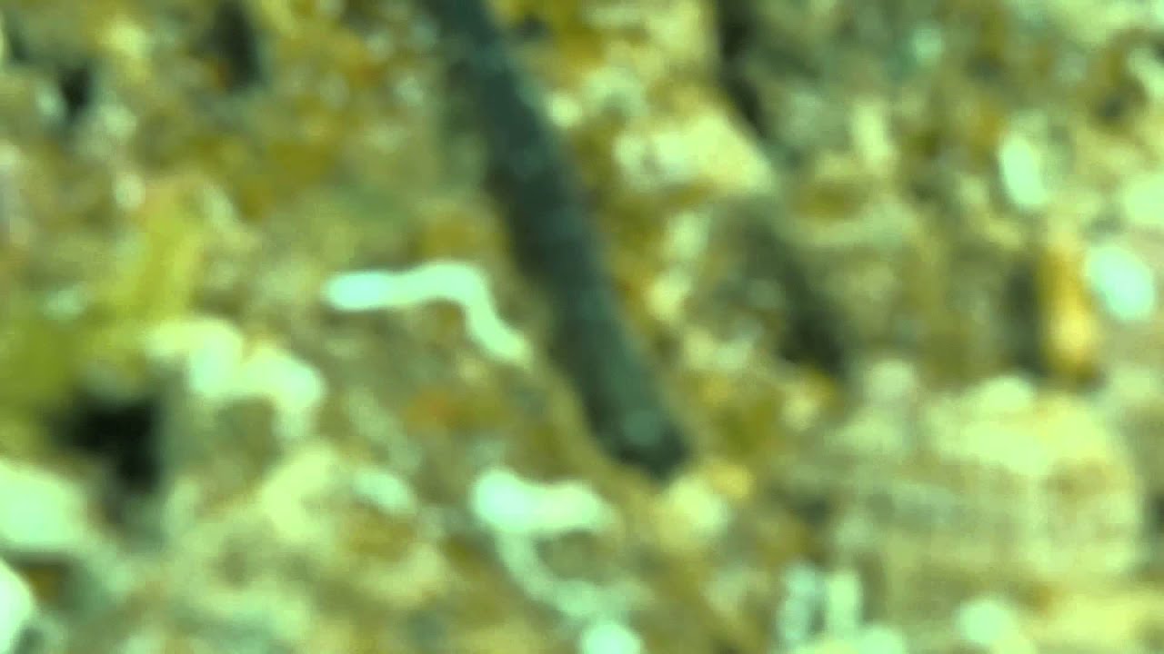 Black and white ribbon worm hunting P6270838 - YouTube