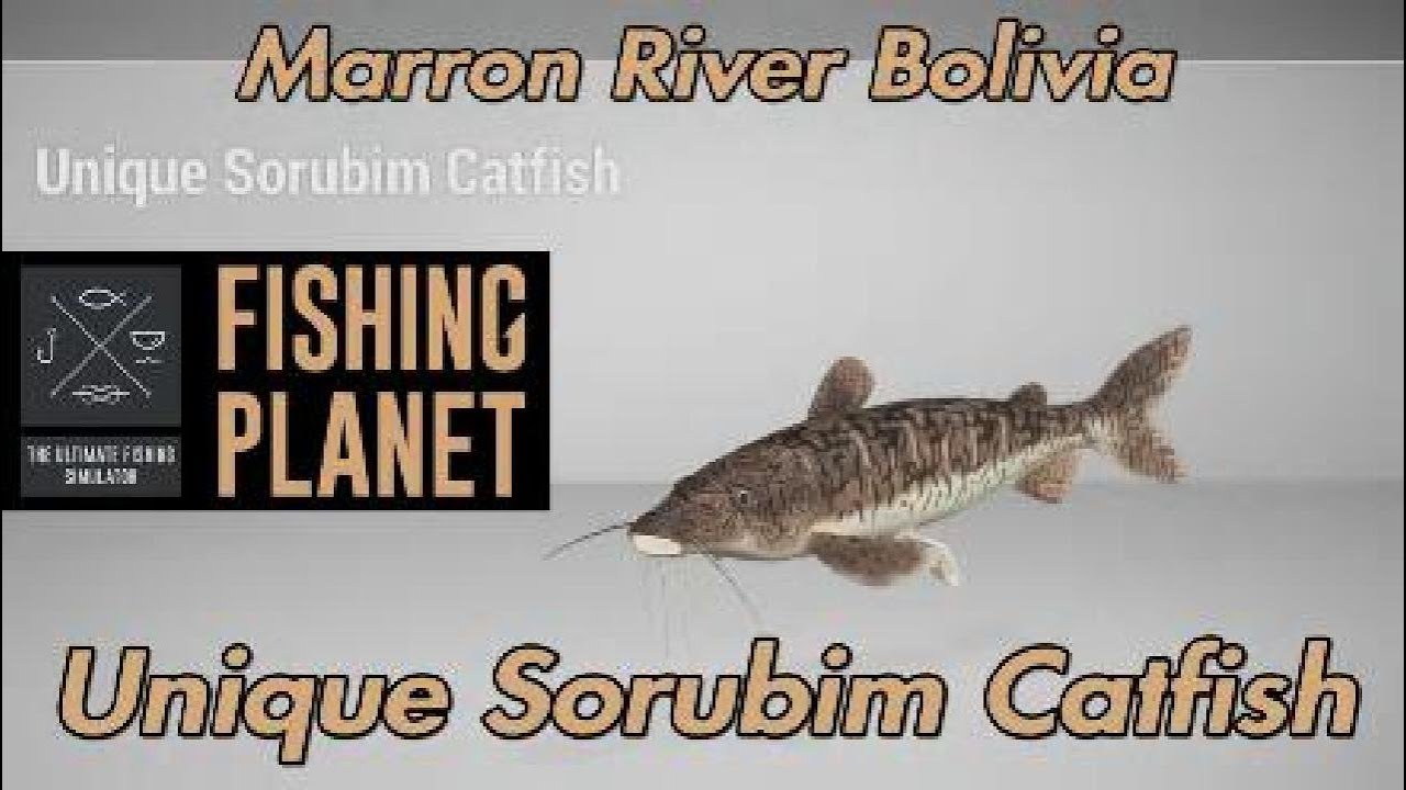 Unique Sorubim Catfish - Marron River Bolivia - Fishing Planet - YouTube