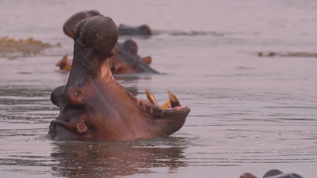 Kaingo's Hippo Hide - YouTube