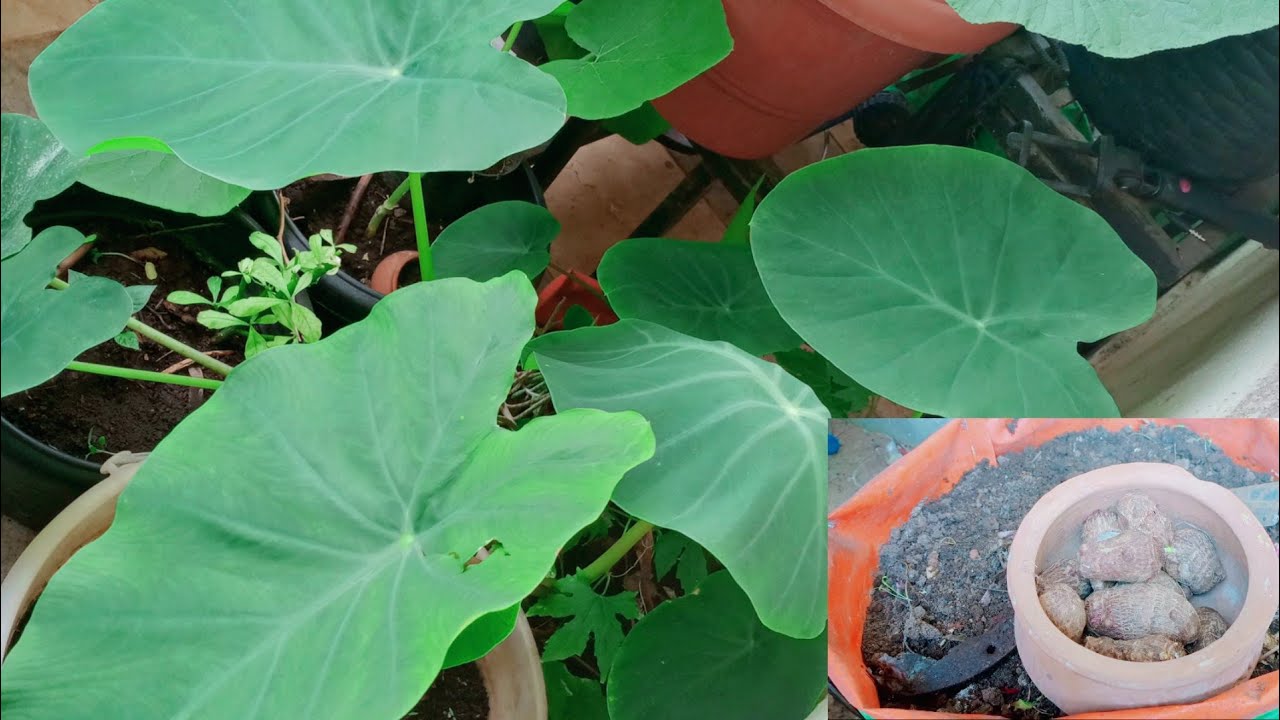 arbi growing in container or grow bags|how when I grow taro plants on ...
