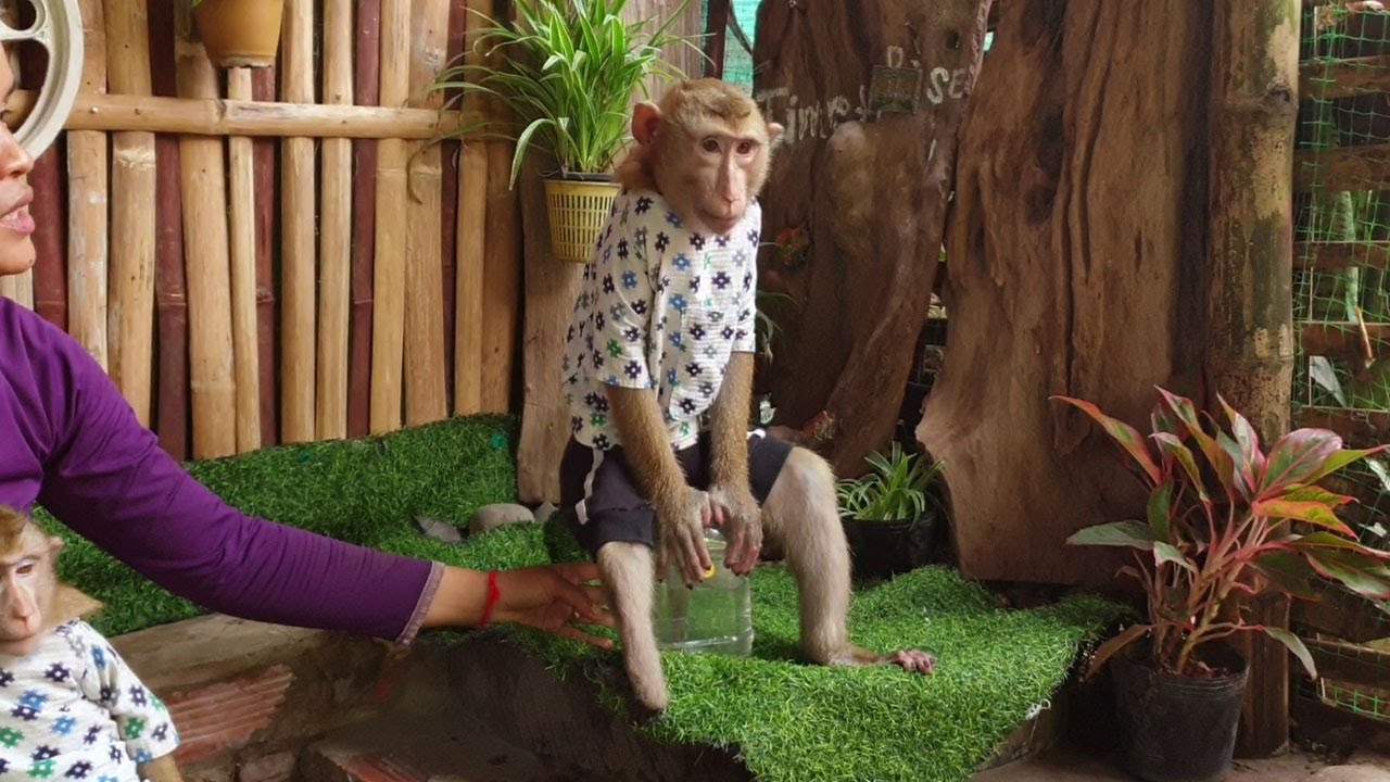 AHA best monkey Koko much love the fish and sitting afraid mom take ...