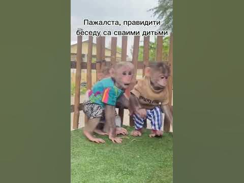 #бибизяны #кириешки #школа - YouTube