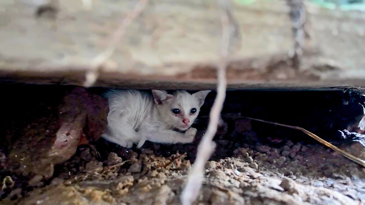 A Story of Hope: Abandoned Mother Cat and Kitten Rescued from Debris | LTT Animal - Rescue - YouTube